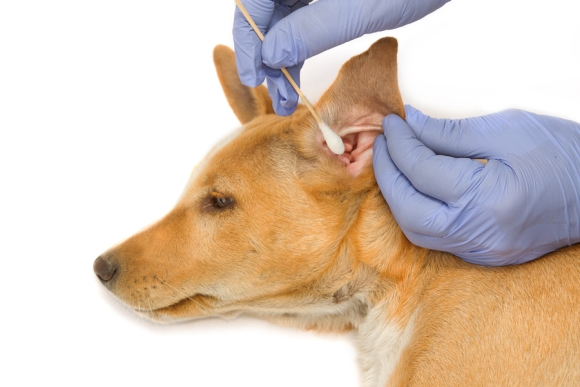 Why Do Groomers Pluck Dogs Ears