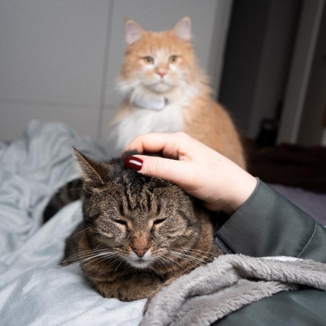 Easy Ways to Manage Jealous Behavior in Household Pets